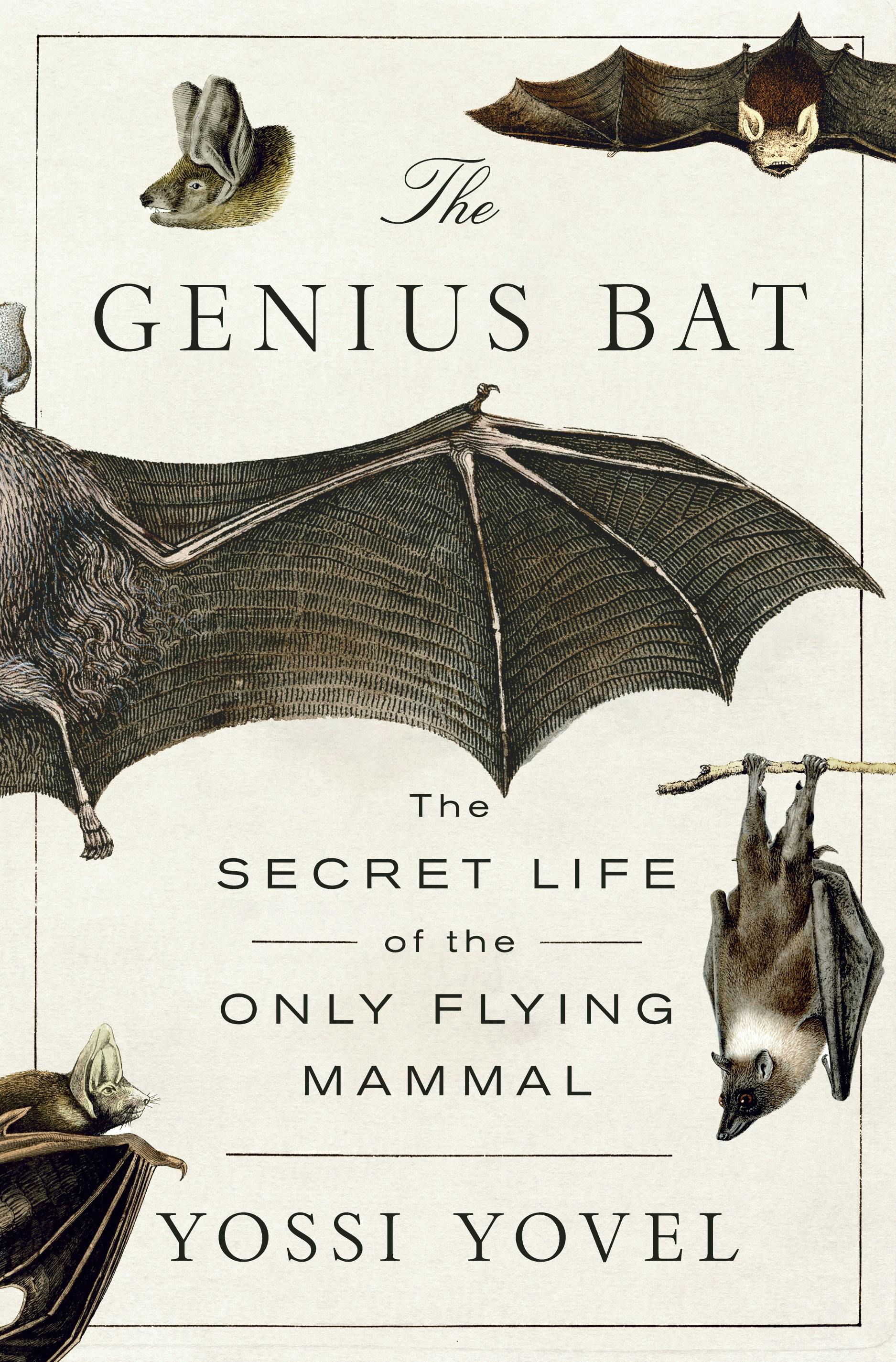 The Genius Bat